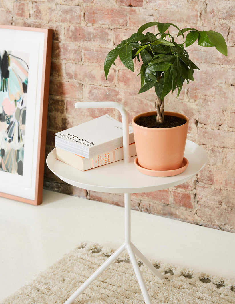Money Tree Plant | Tropical Indoor Plants & Houseplants for Delivery ...