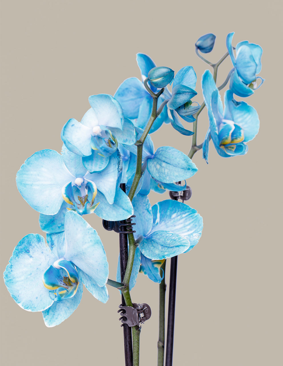 Blue Watercolor Orchid | Unique Orchids for Delivery | The Sill