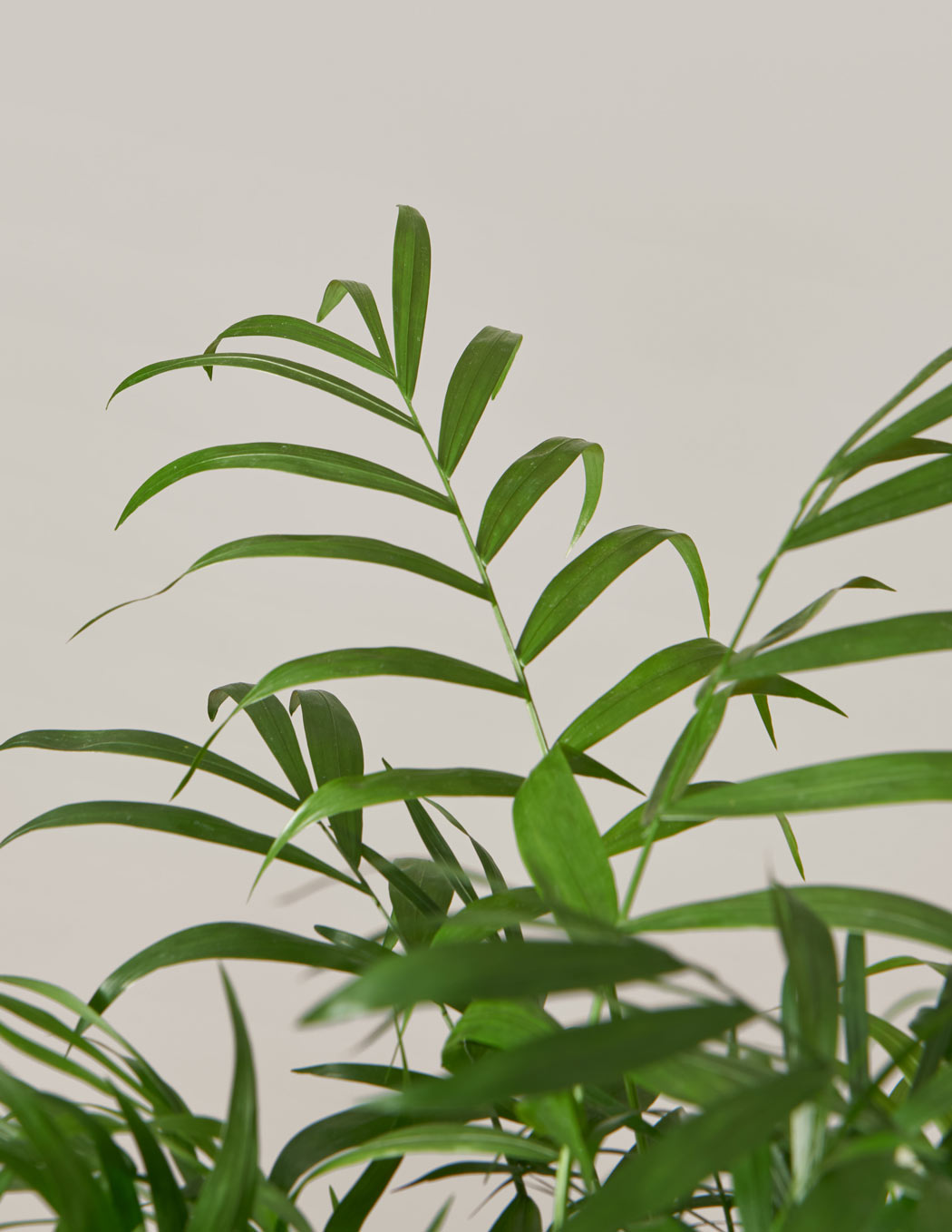 Parlor Palm | Tropical Indoor Plants & Houseplants Delivery | The Sill