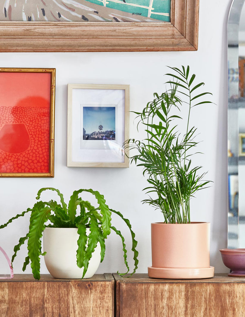 Parlor Palm | Tropical Indoor Plants & Houseplants Delivery | The Sill