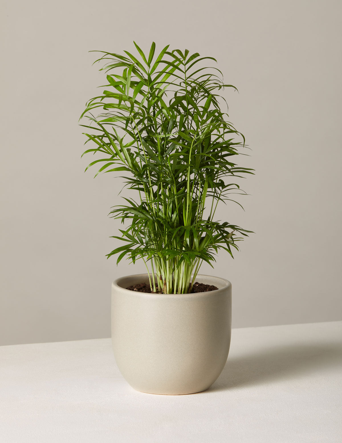 Parlor Palm | Tropical Indoor Plants & Houseplants Delivery | The Sill