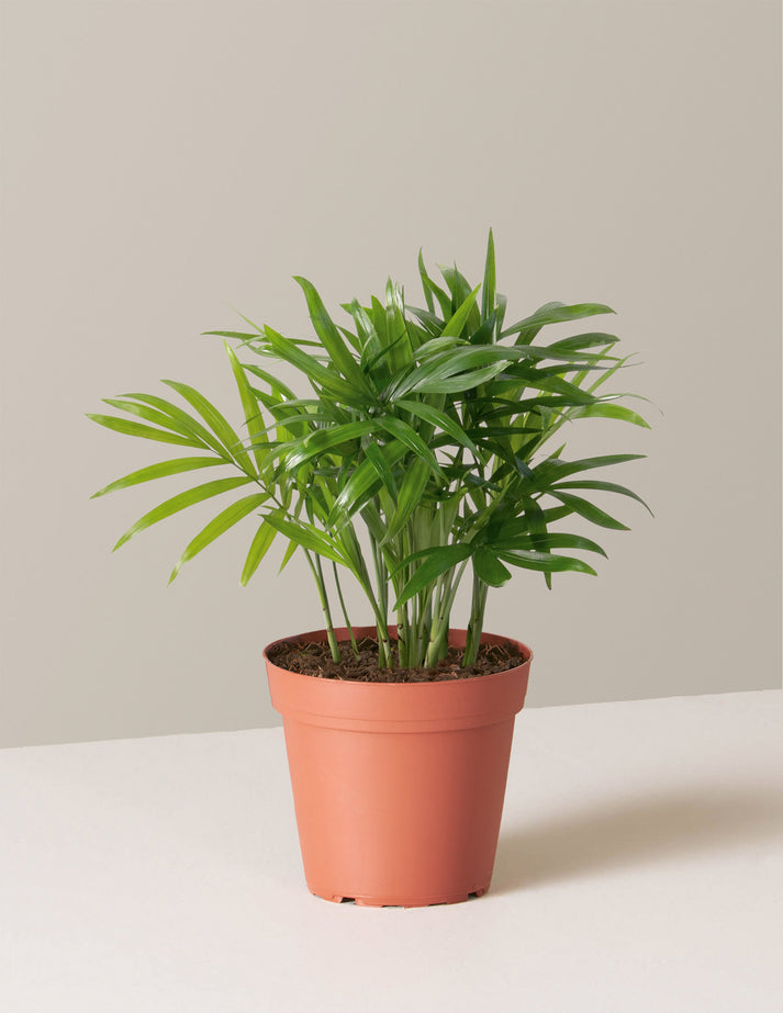 Parlor Palm | Tropical Indoor Plants & Houseplants Delivery | The Sill