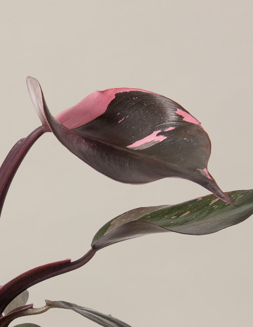 Shop Philodendron Pink Princess | Plants and Houseplants for Delivery ...