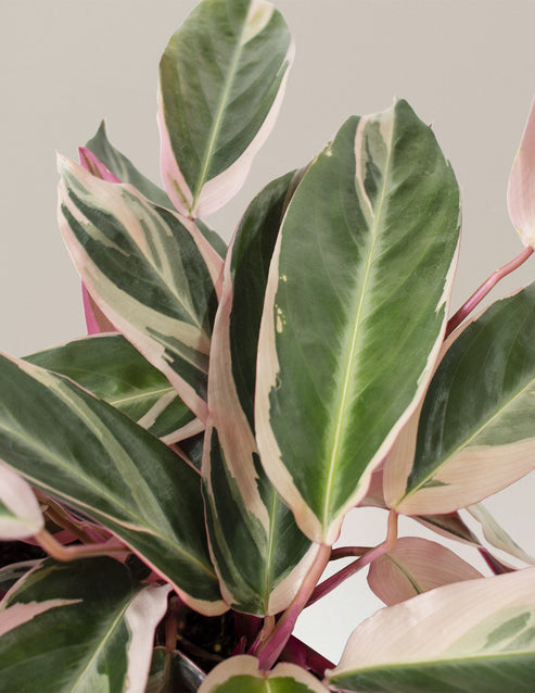 Stromanthe Triostar | Unique Plants for Delivery | The Sill