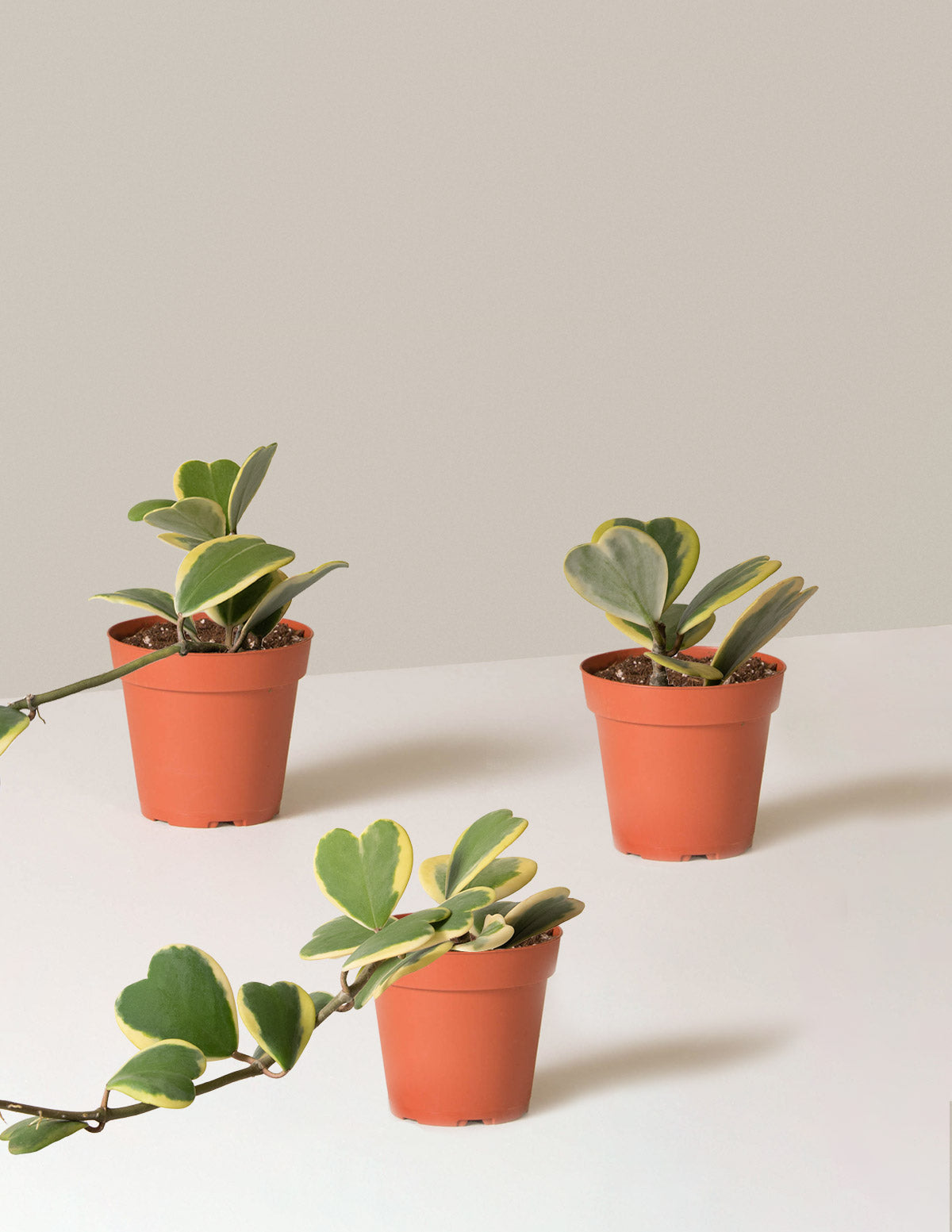 Trailing Heart-Leaf Hoya, Variegated (Hoya kerrii) | Unique Houseplants ...