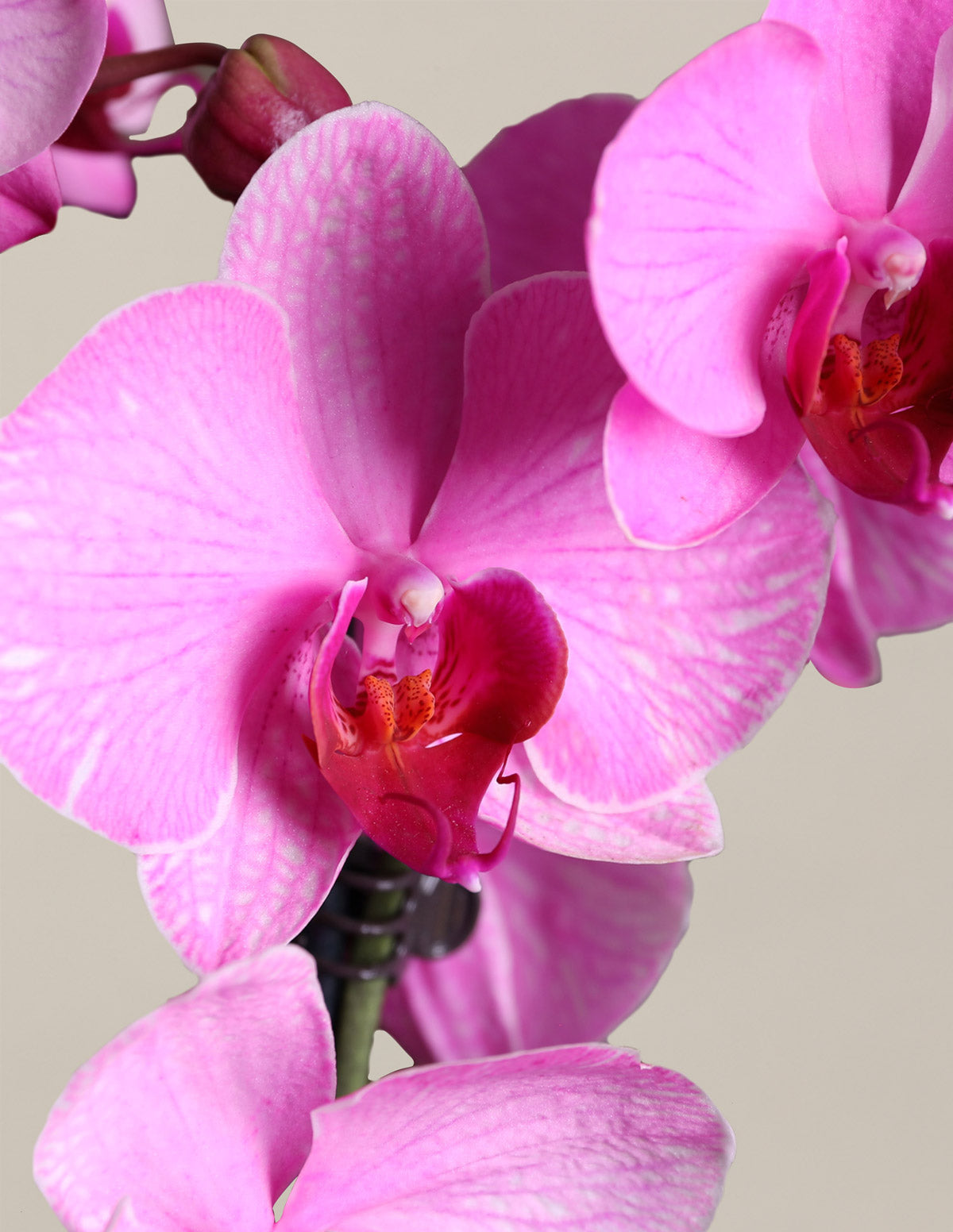 Pink Watercolor Orchid | Unique Orchids for Delivery | The Sill