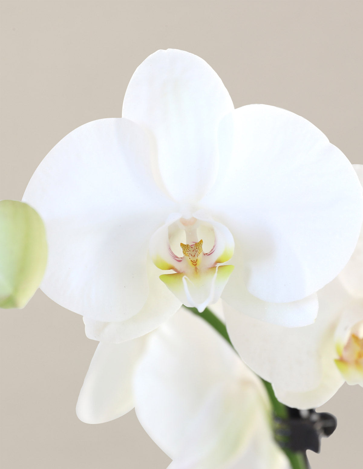 White Orchid Blooming Houseplant | Plants for Delivery | The Sill