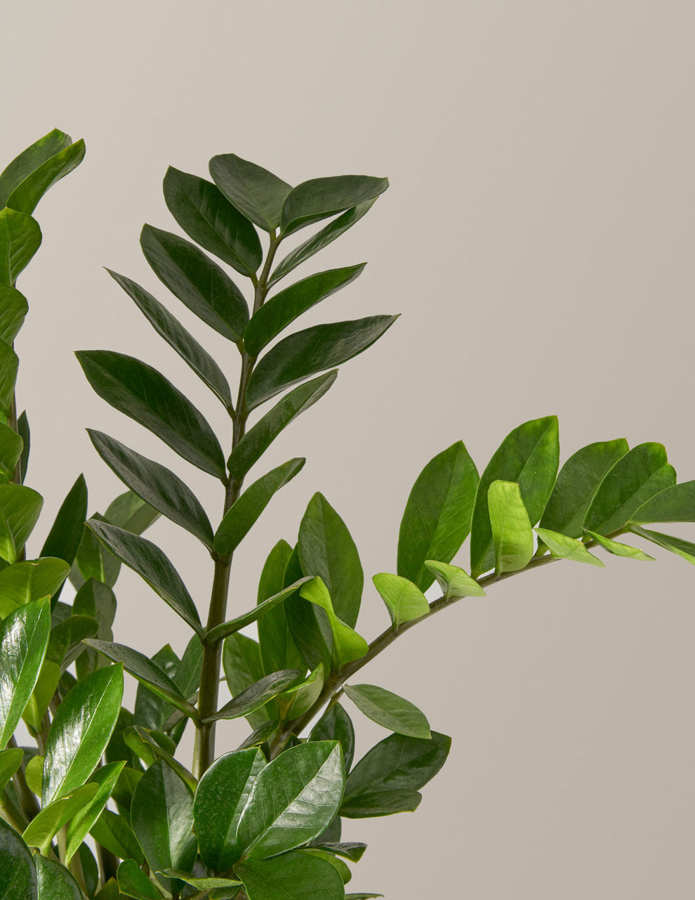 ZZ Plant | Low Light Plants & Houseplants Delivery | The Sill