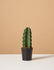 Cuddly Cactus (Cereus Cactus) | Houseplants Safe for Pets Delivery ...