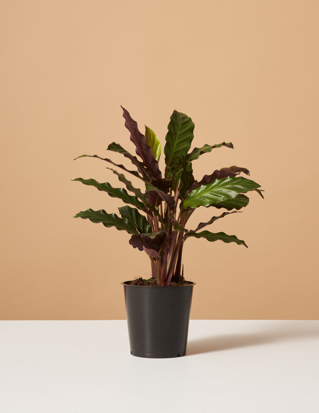 Calathea Wavestar | Houseplants Safe for Pets Delivery | The Sill