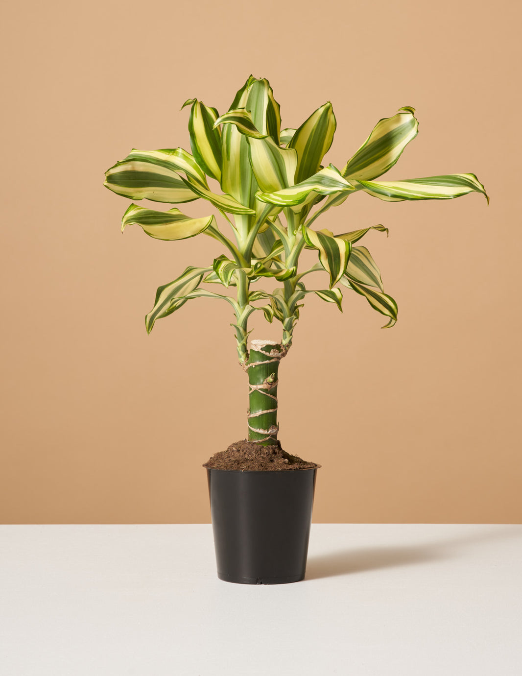 Low-Light Houseplants | Indoor Plants & Potted Plants, Delivered | Page ...