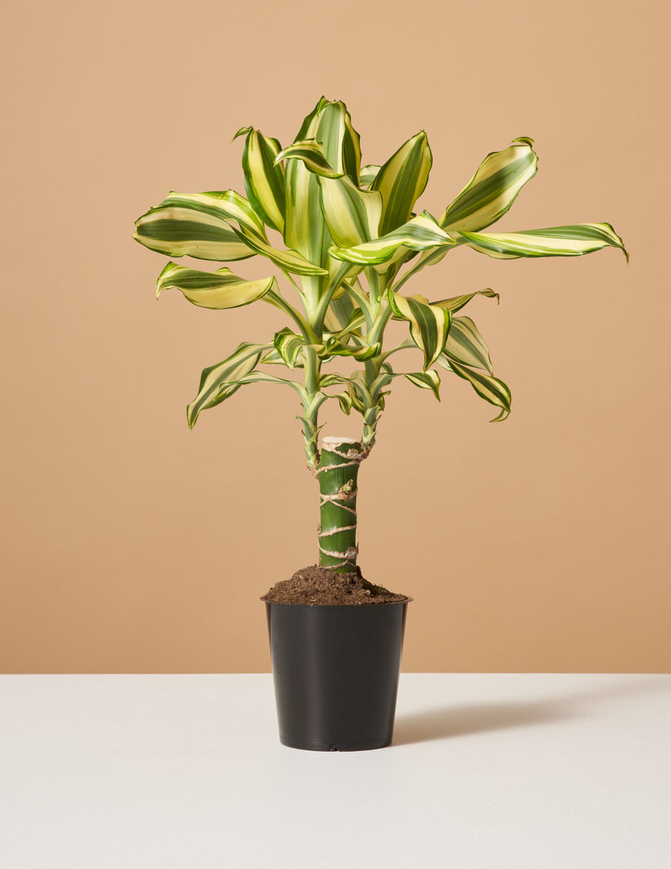 Low-Light Houseplants | Indoor Plants & Potted Plants, Delivered | Page ...