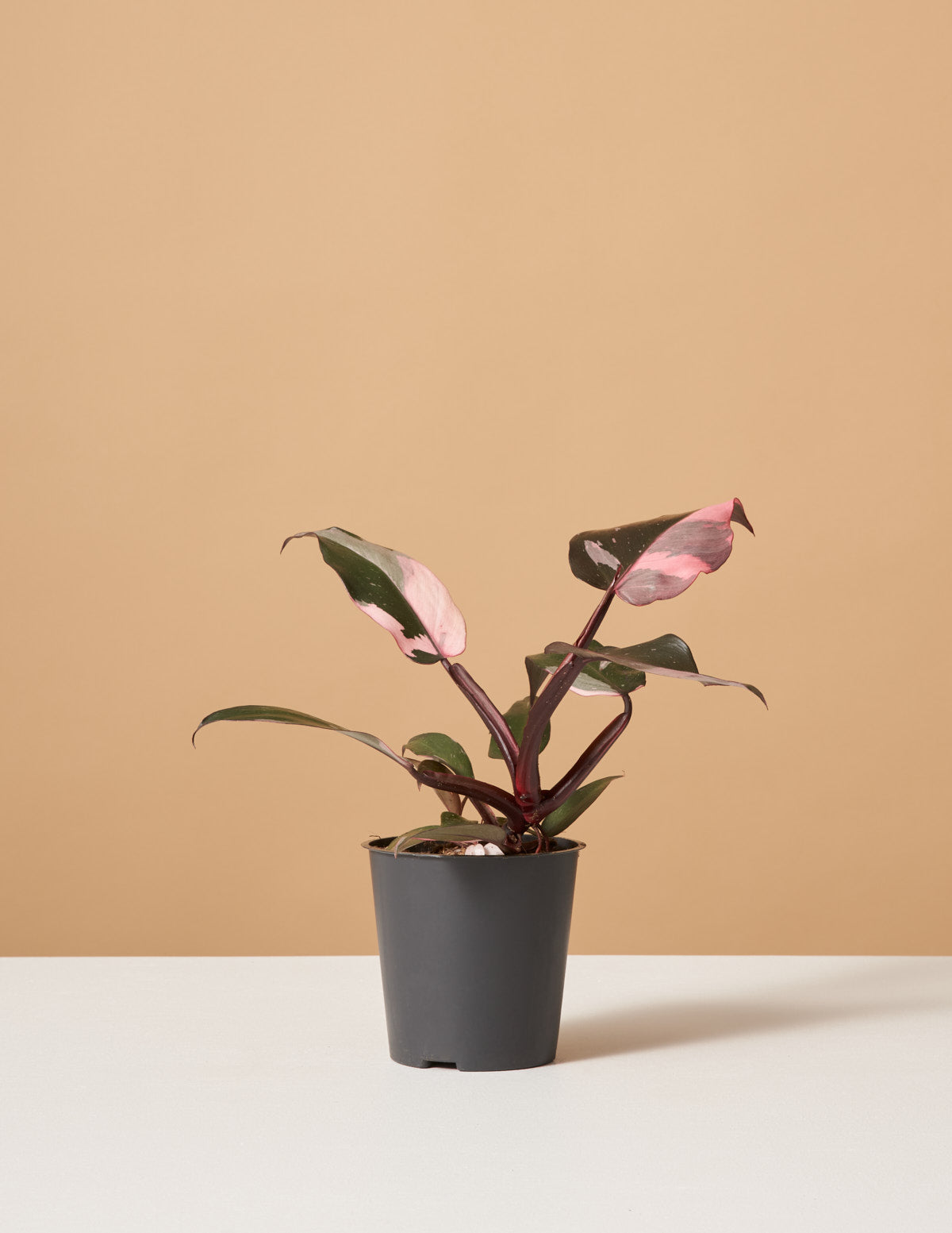 Shop Philodendron Pink Princess | Plants and Houseplants for Delivery ...