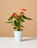 Coral Anthurium (Anthurium Andraeanum) | Houseplants for Delivery | The ...