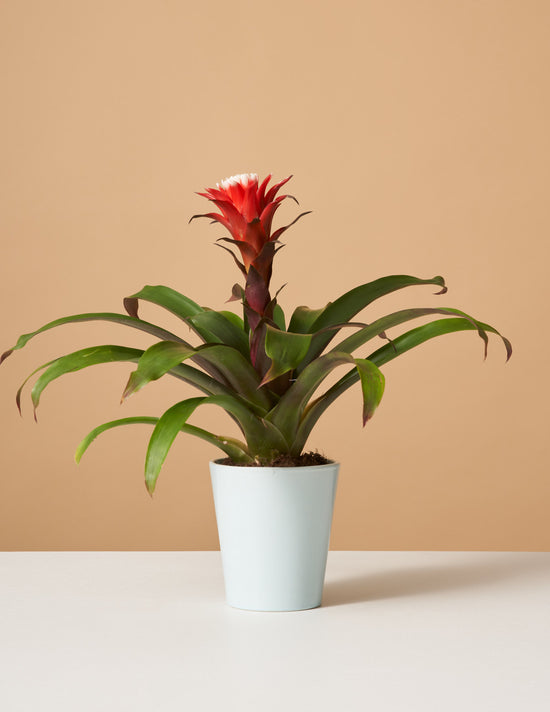 Bromeliad Guzmania Hope Red | Indoor Flowering House Plant Gifts | The Sill