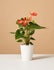 Coral Anthurium (Anthurium Andraeanum) | Houseplants for Delivery | The ...