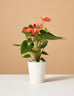 Coral Anthurium (Anthurium Andraeanum) | Houseplants for Delivery | The ...