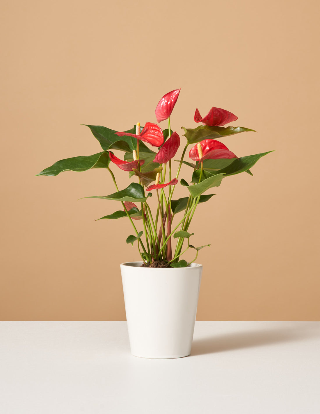 Red Anthurium | Gifts & Plants for Delivery | The Sill
