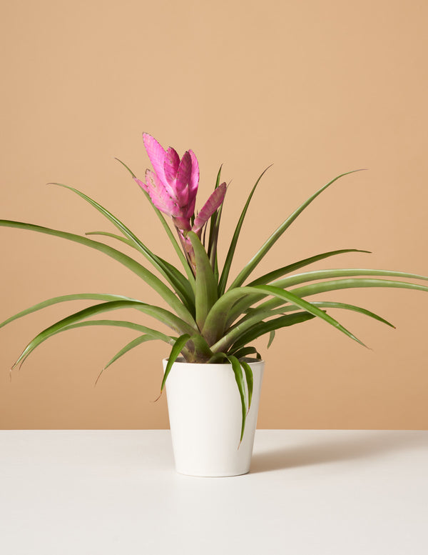 Bromeliad Antonio Pink | Flowering Houseplants for Delivery | The Sill
