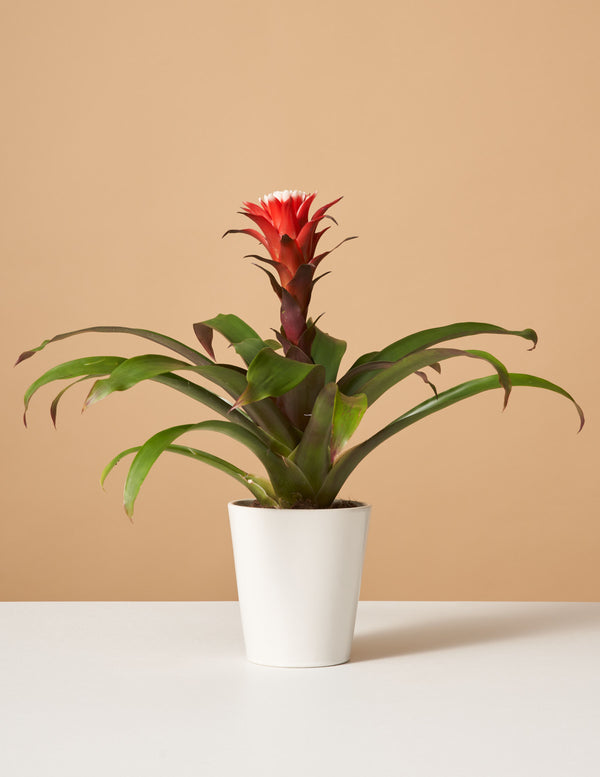 Bromeliad Guzmania Hope Red | Indoor Flowering House Plant Gifts | The Sill